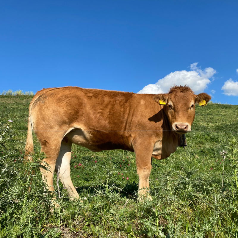 Home [aziendaagricolacaronna.it]